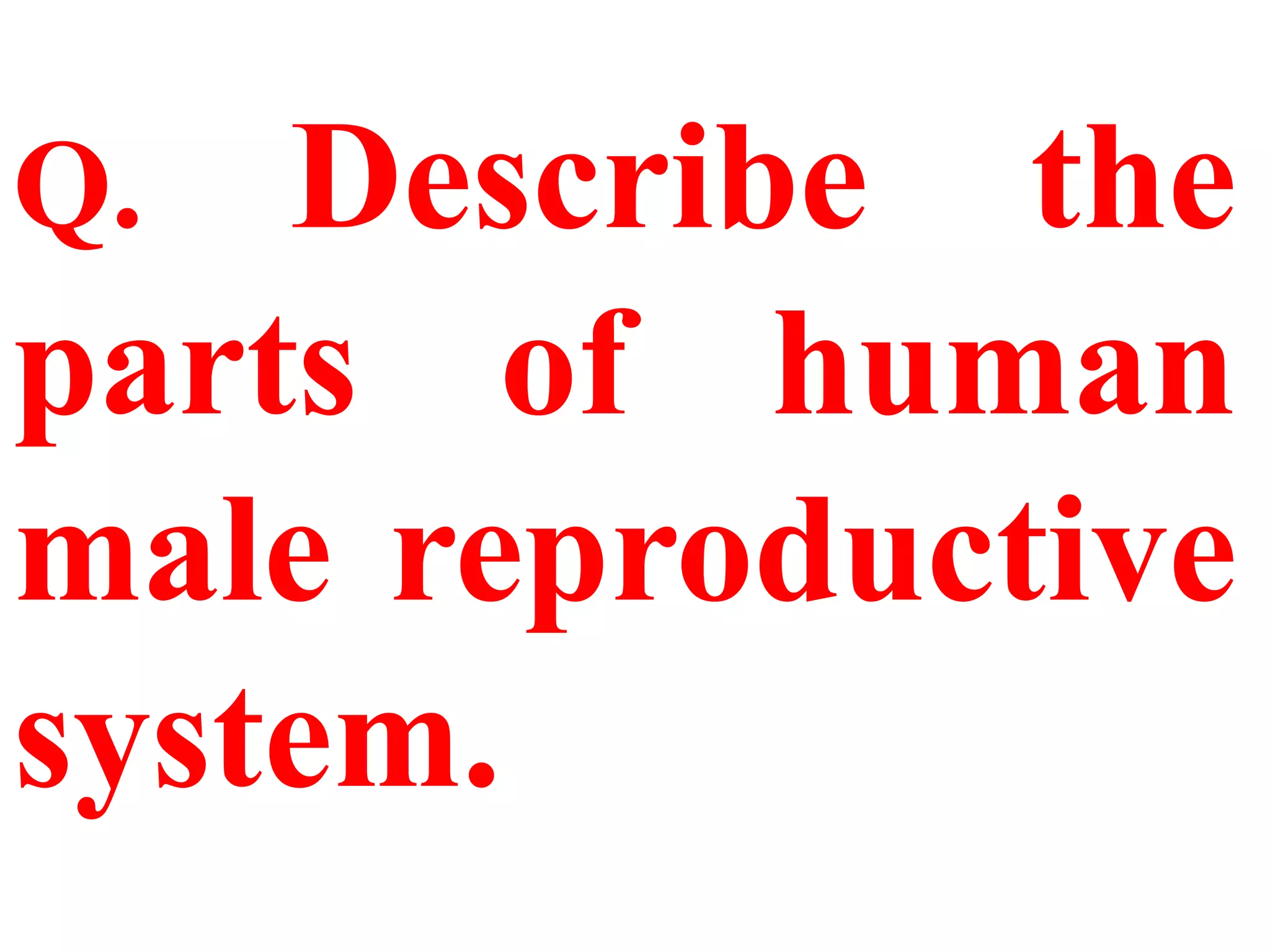 Human Male Reproductive System | PDF
