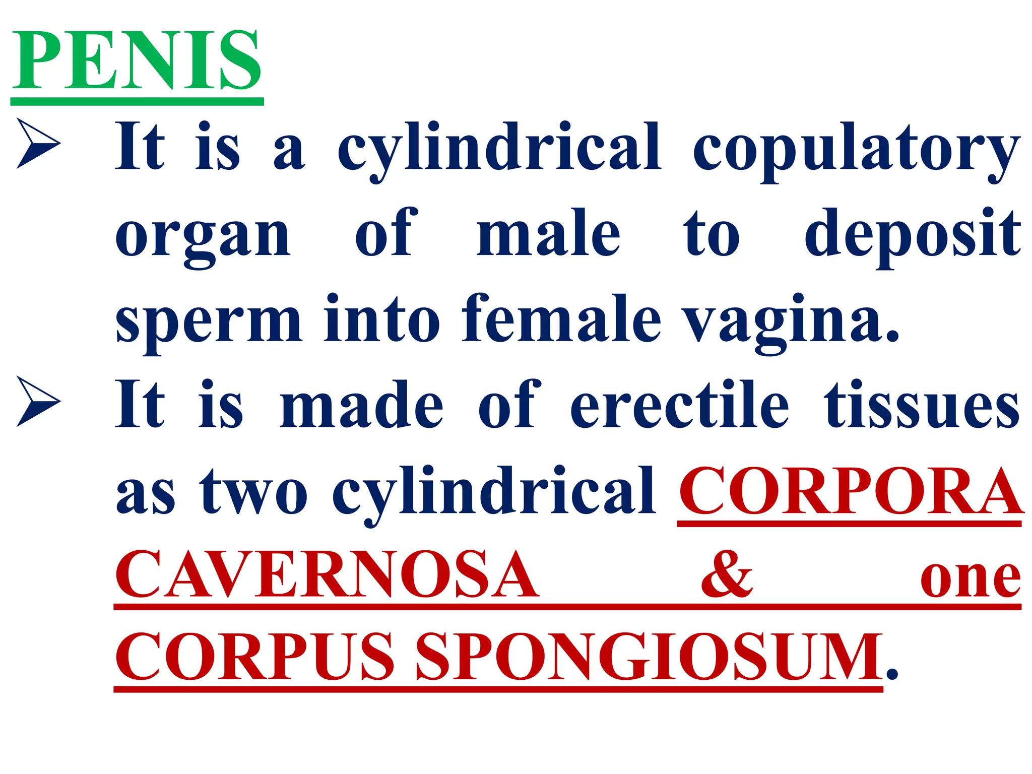 Human Male Reproductive System | PDF