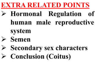 Human Male Reproductive System | PPT