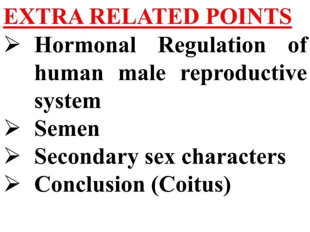 Human Male Reproductive System | PPT