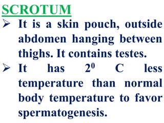 Human Male Reproductive System | PDF