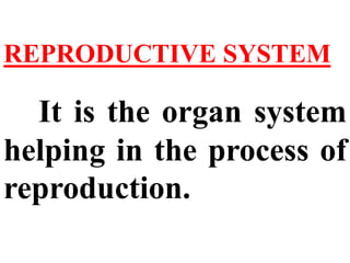 Human Male Reproductive System | PPT