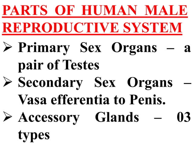 Human Male Reproductive System | PPT