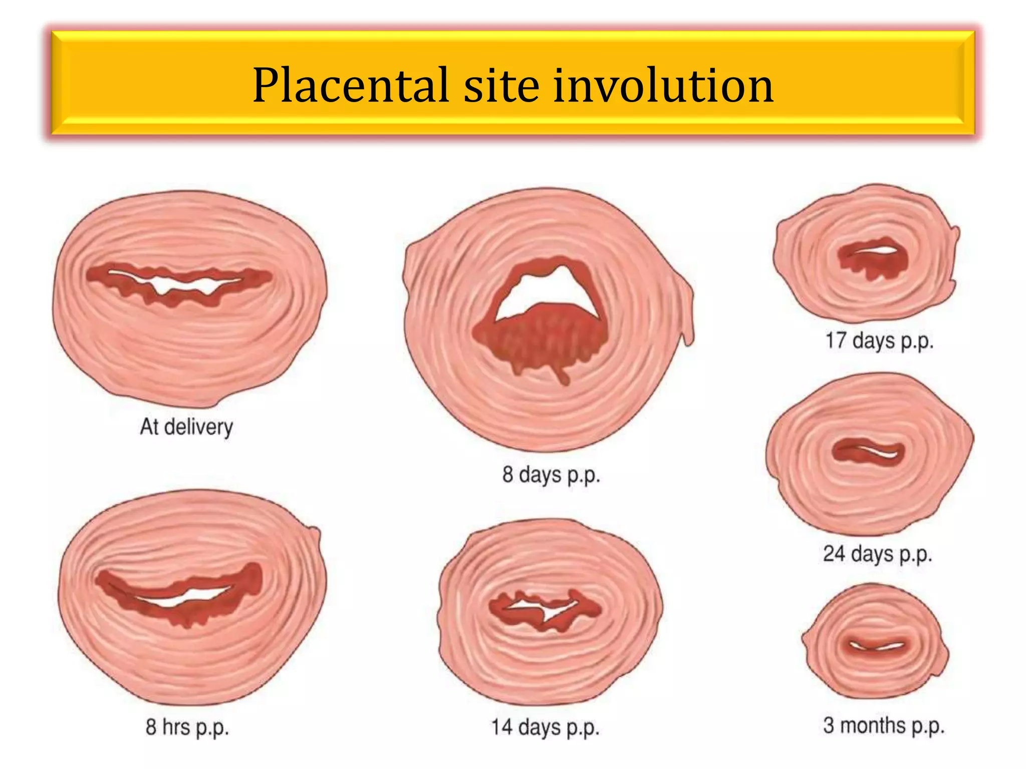 Normal Puerperium | PPTX