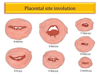 Normal Puerperium | PPTX