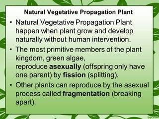 1. materi science p5 ws 1 reproduction vegetatif of naturally | PPT