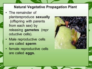 1. materi science p5 ws 1 reproduction vegetatif of naturally | PPT