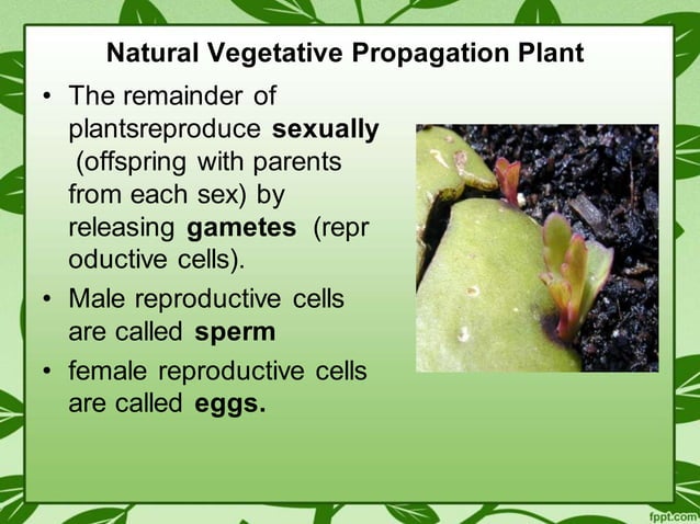 1. materi science p5 ws 1 reproduction vegetatif of naturally | PPT