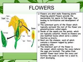 1. materi science p5 ws 1 reproduction vegetatif of naturally | PDF
