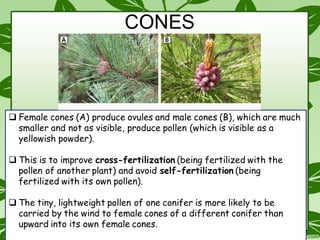 1. materi science p5 ws 1 reproduction vegetatif of naturally | PPT