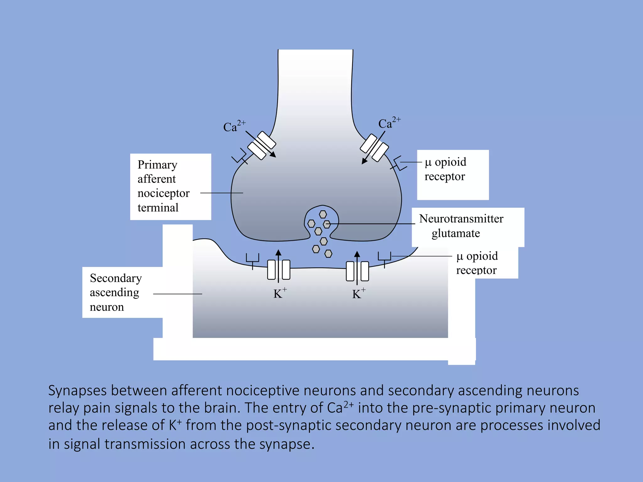 Opioid analgesics or drugs used in opioids | PPT