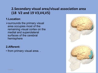 Visual Cortex V1 V2 V3 V4 V5
