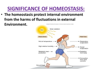 1.homeostasis (1) | PPTX | Biological Sciences | Science