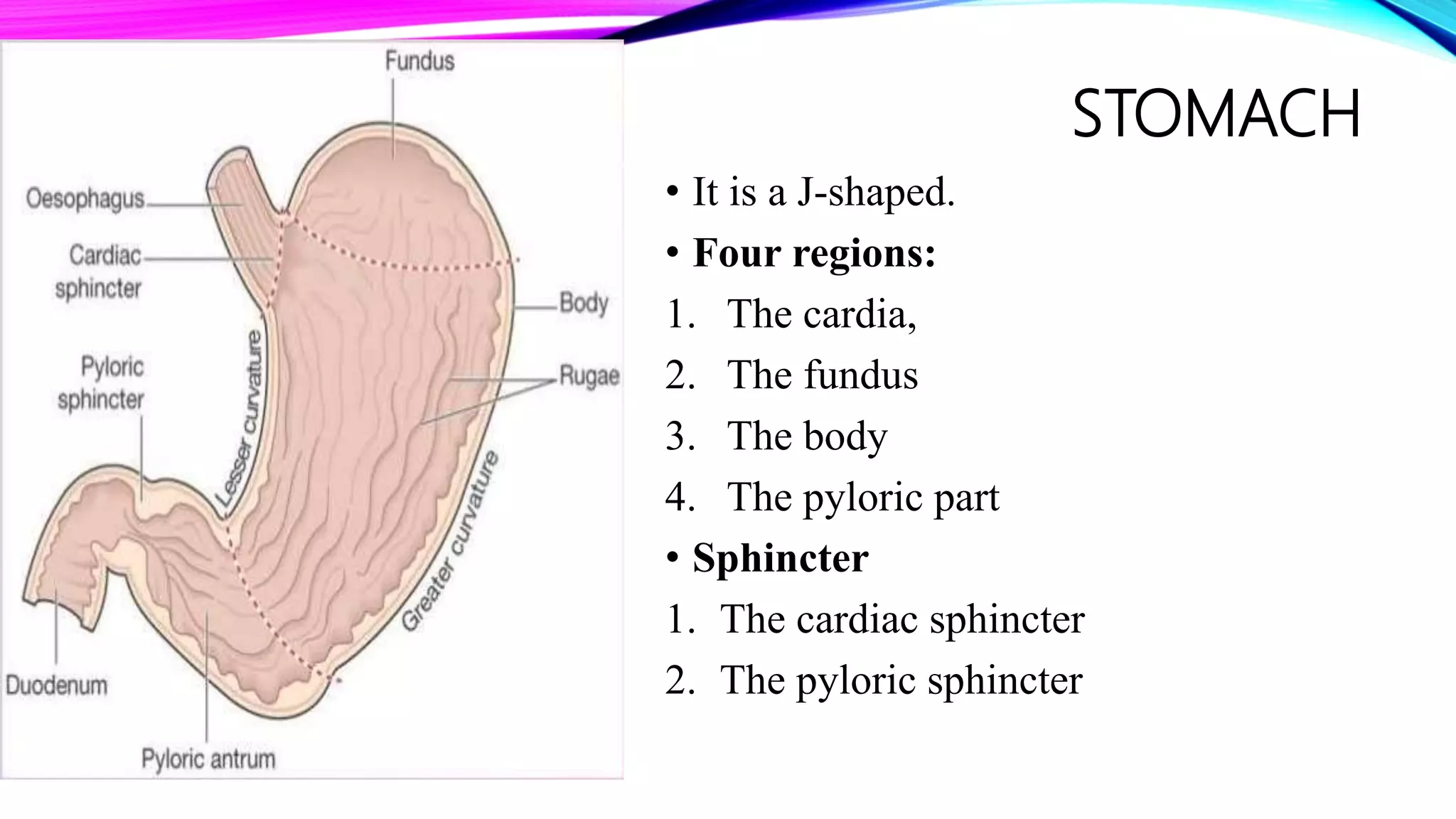 ANATOMY PHYSIOLOGY AND COMMON DIAGNOSTIC TEST | PPTX