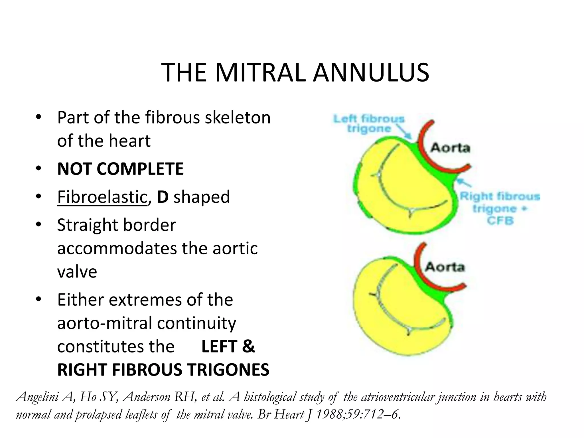 anatomy of mitral valve | PPTX