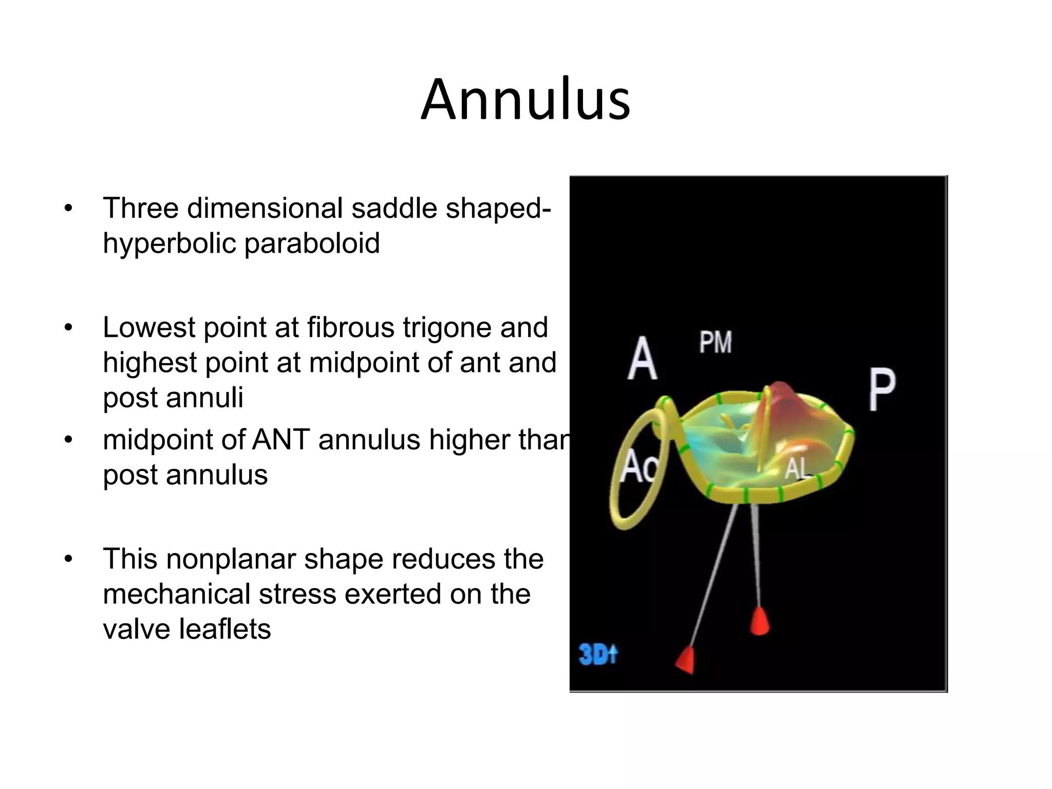 anatomy of mitral valve | PPTX