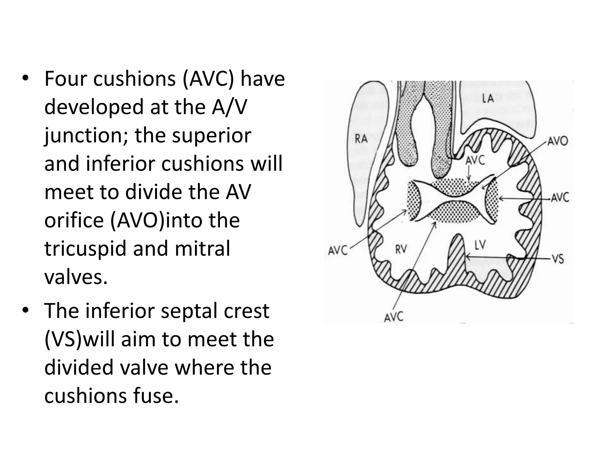 anatomy of mitral valve | PPTX
