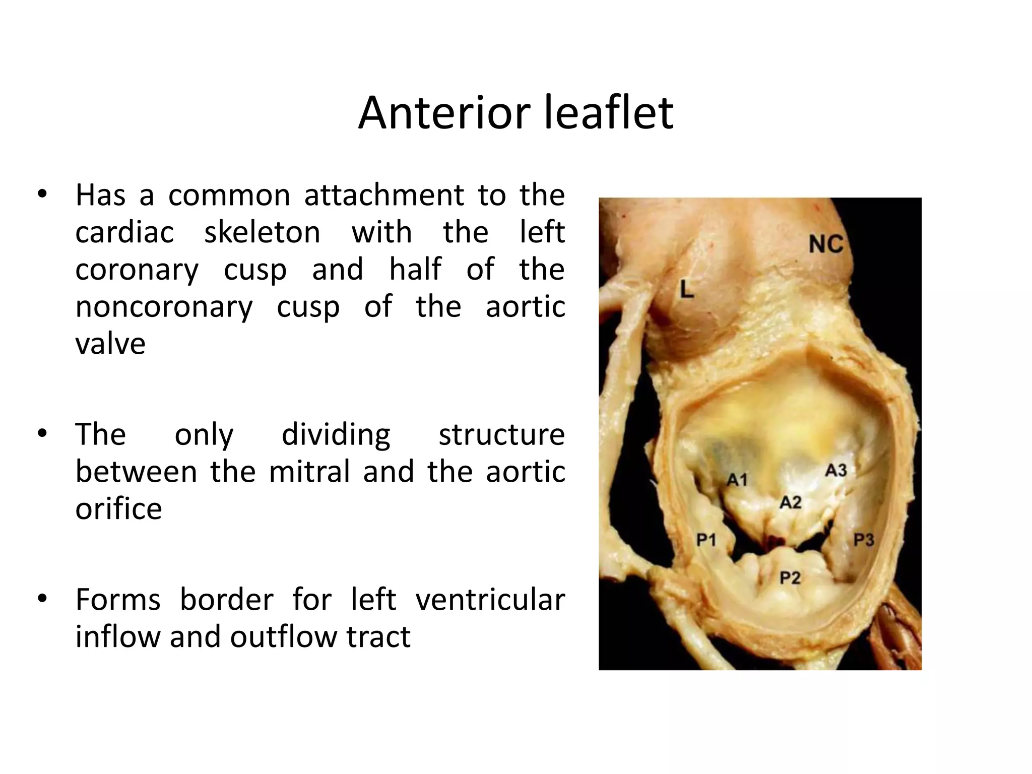 anatomy of mitral valve | PPTX