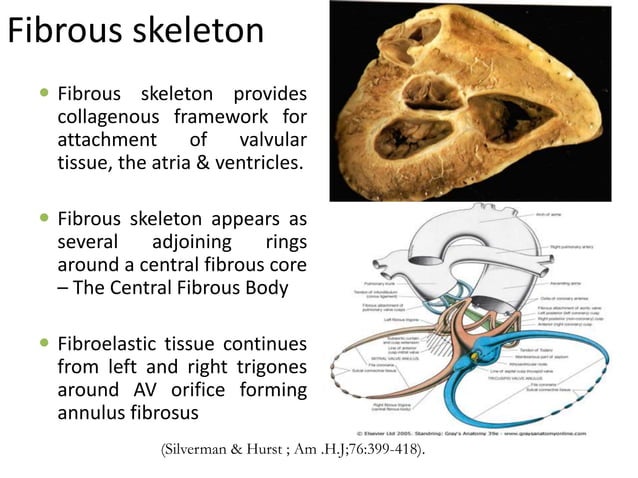 anatomy of mitral valve | PPTX