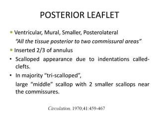 anatomy of mitral valve | PPTX