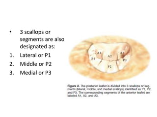 anatomy of mitral valve | PPTX
