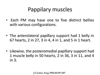 anatomy of mitral valve | PPTX