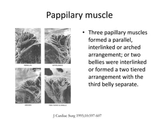 anatomy of mitral valve | PPTX
