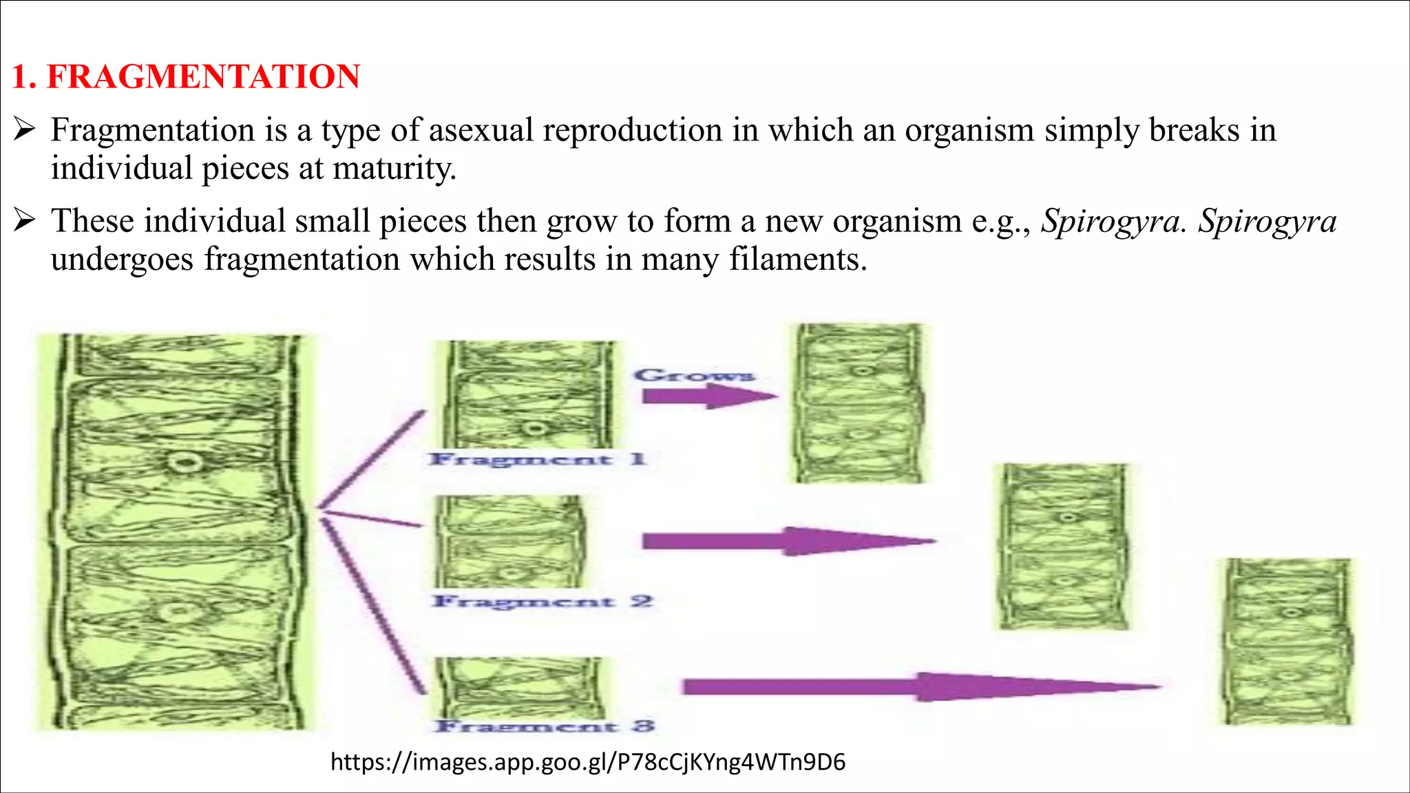 1. Reproduction in Lower and higher plants | PDF