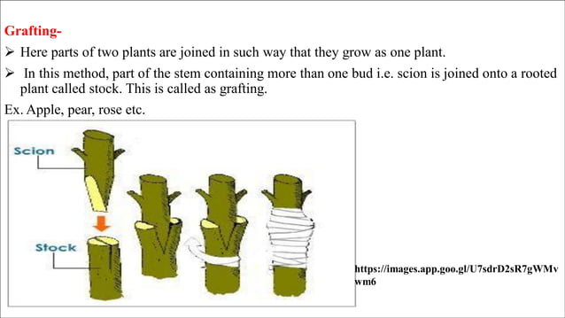 1. Reproduction in Lower and higher plants | PDF
