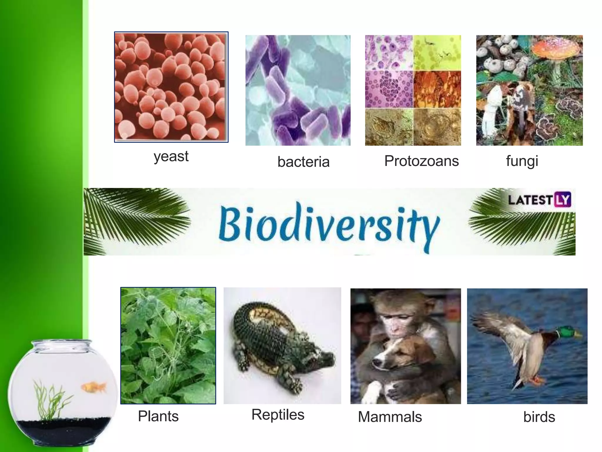 Biodiversity concept, types & its values | PPTX