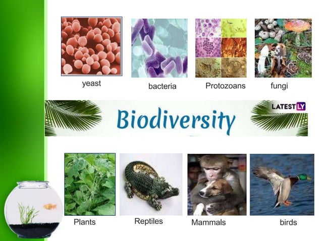Biodiversity concept, types & its values | PPTX