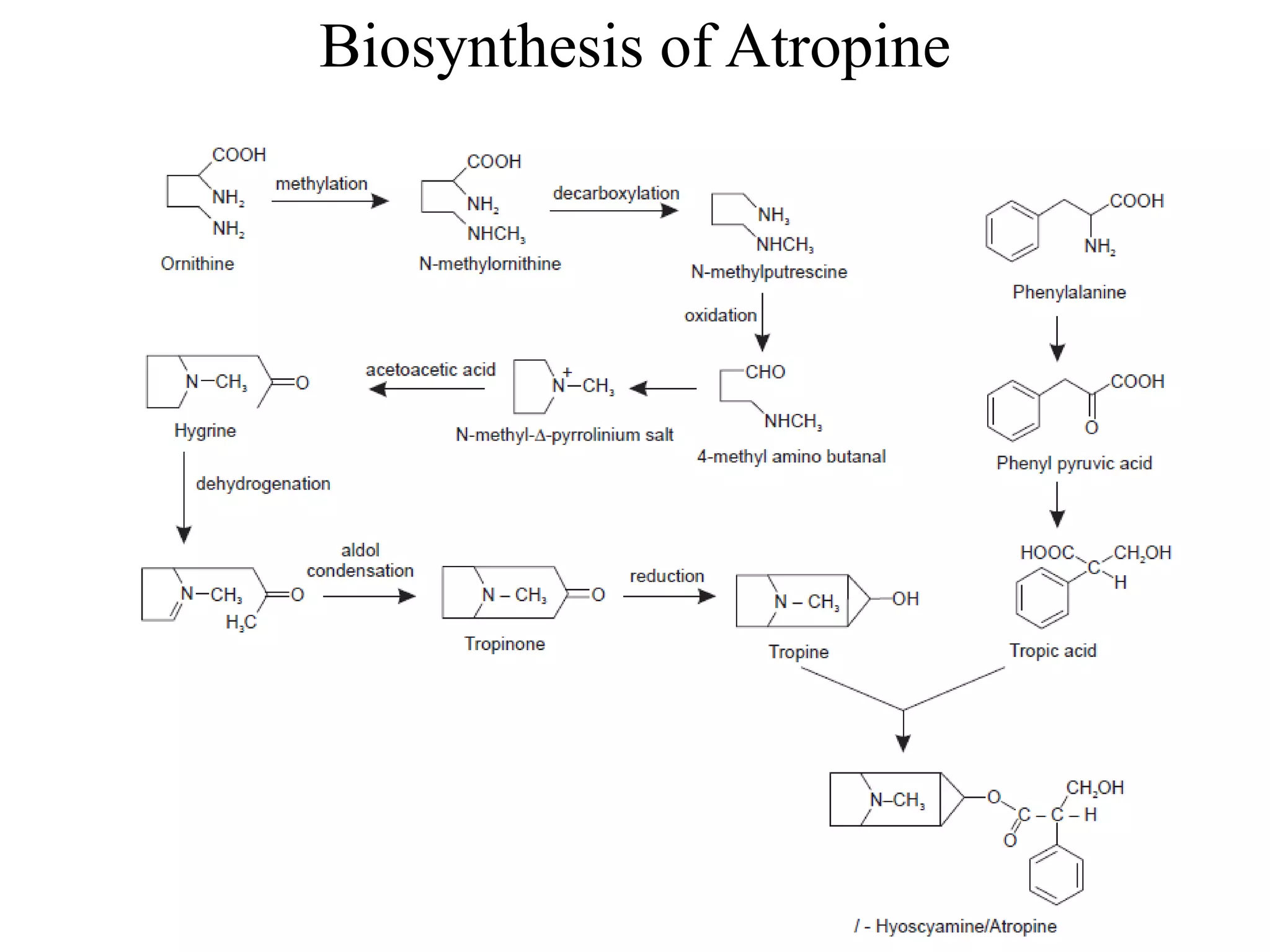Biosynthetic_Pathways | PPTX