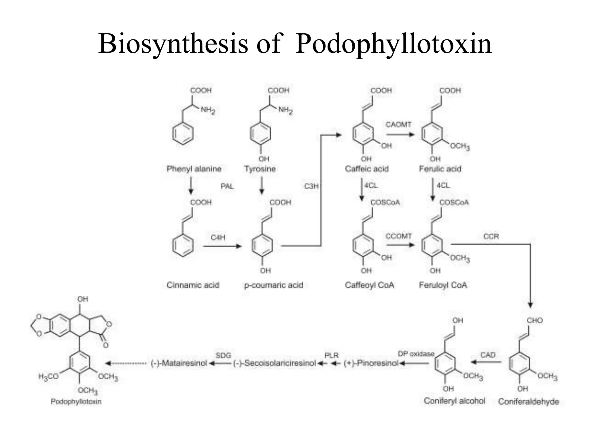Biosynthetic_Pathways | PPTX