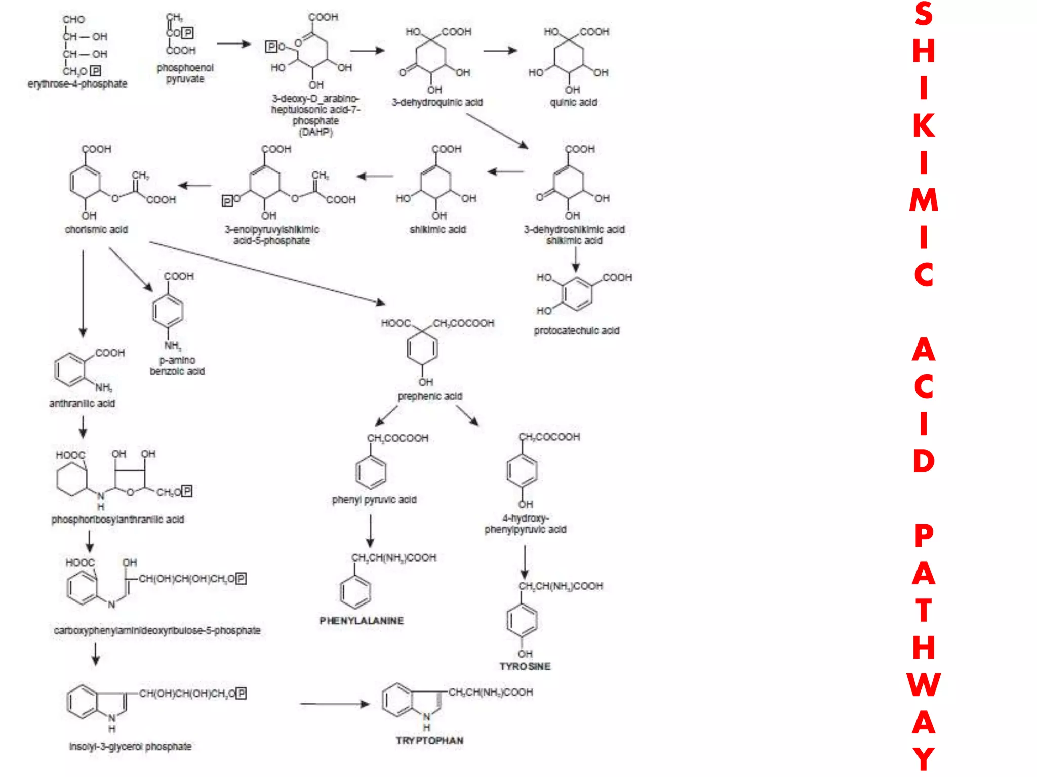 Biosynthetic_Pathways | PPTX