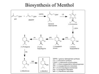 Biosynthetic_Pathways | PPTX