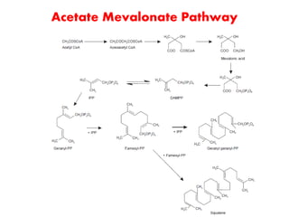 Biosynthetic_Pathways | PPTX