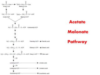 Biosynthetic_Pathways | PPTX