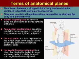 1. cpp introduction to anatomy 2020 Dr.Gamal | PPT