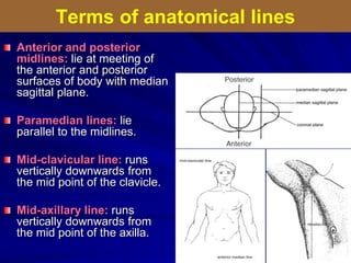 1. cpp introduction to anatomy 2020 Dr.Gamal | PPT