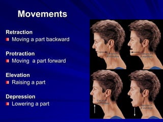1. cpp introduction to anatomy 2020 Dr.Gamal | PPT