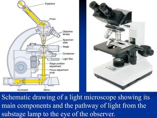 1. introduction to histology 2020 | PPT