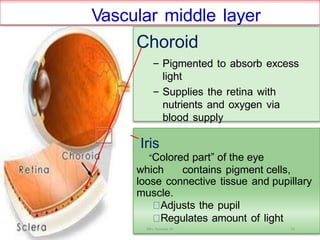 1. anatomy and physiology eye | PPTX