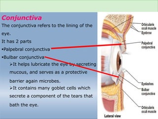 1. anatomy and physiology eye | PPTX