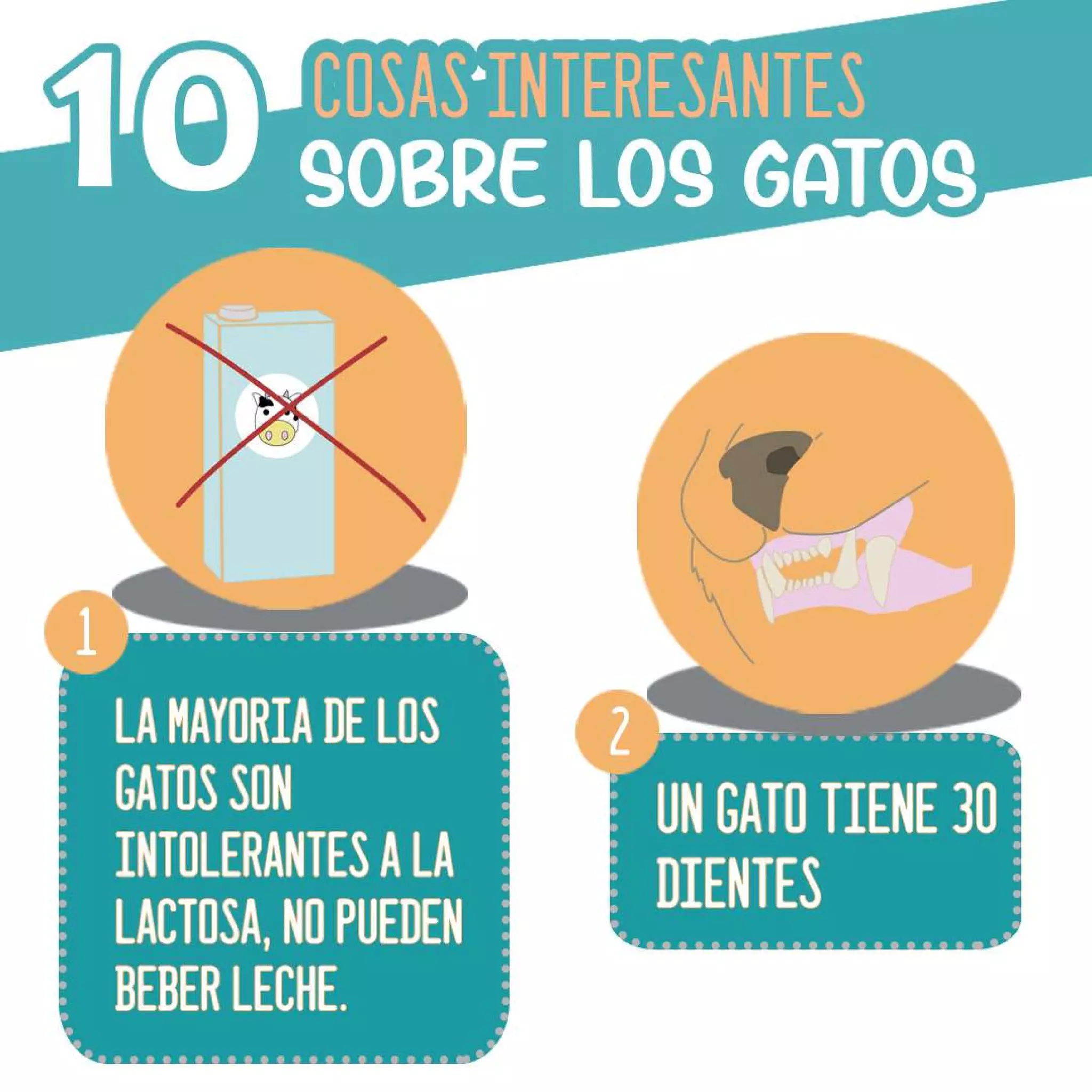 10 curiosidades interesantes sobre los gatos | PDF