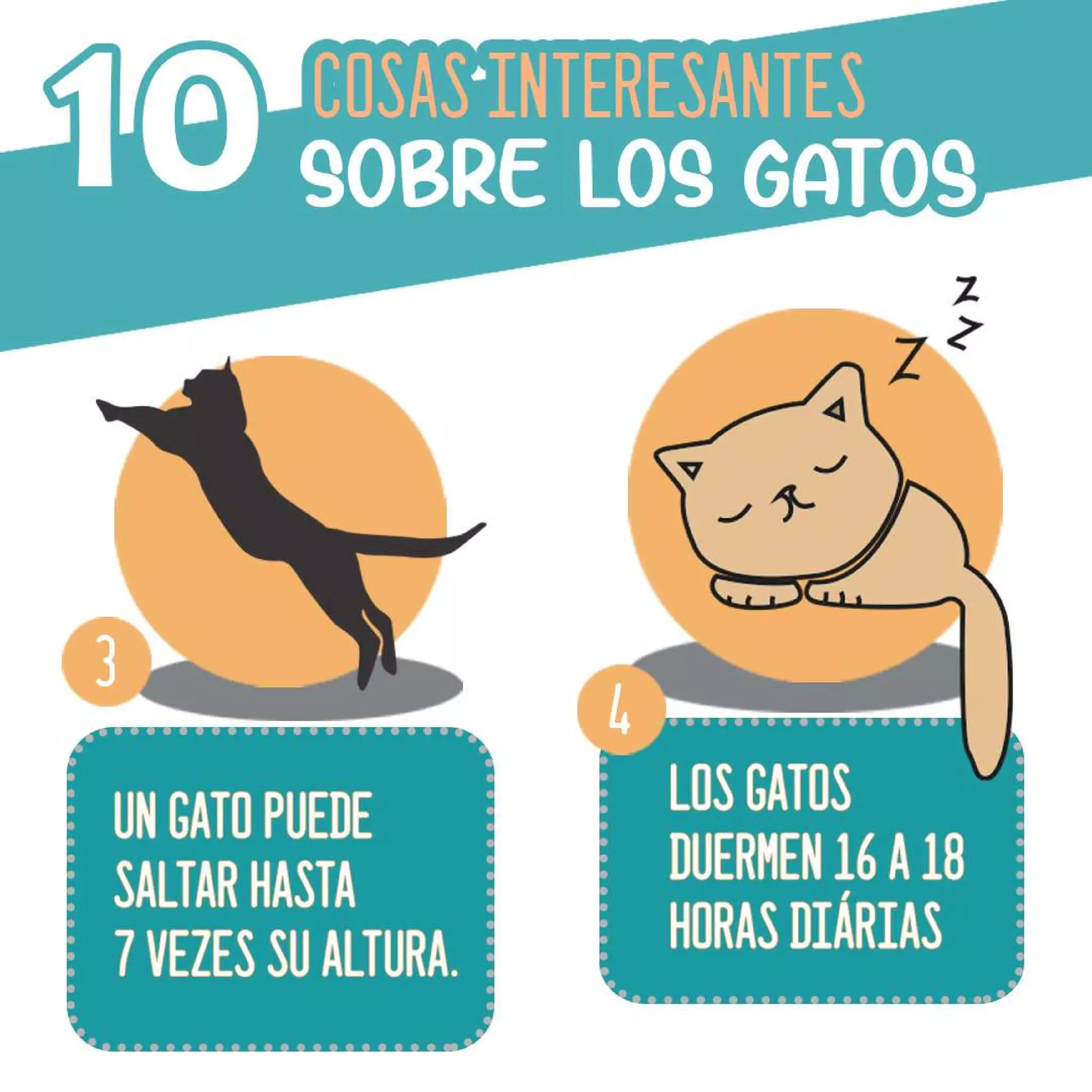 10 curiosidades interesantes sobre los gatos | PDF | Cats | Pets