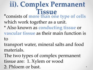 Plant tissues interactive mode | PPTX