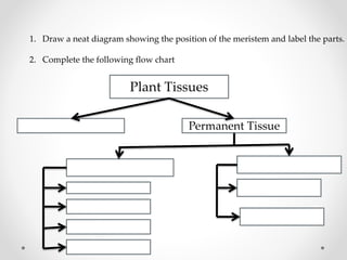Plant tissues interactive mode | PPTX