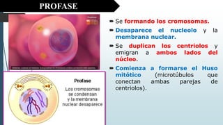 1. mitosis-control-del-ciclo-celular | PPTX