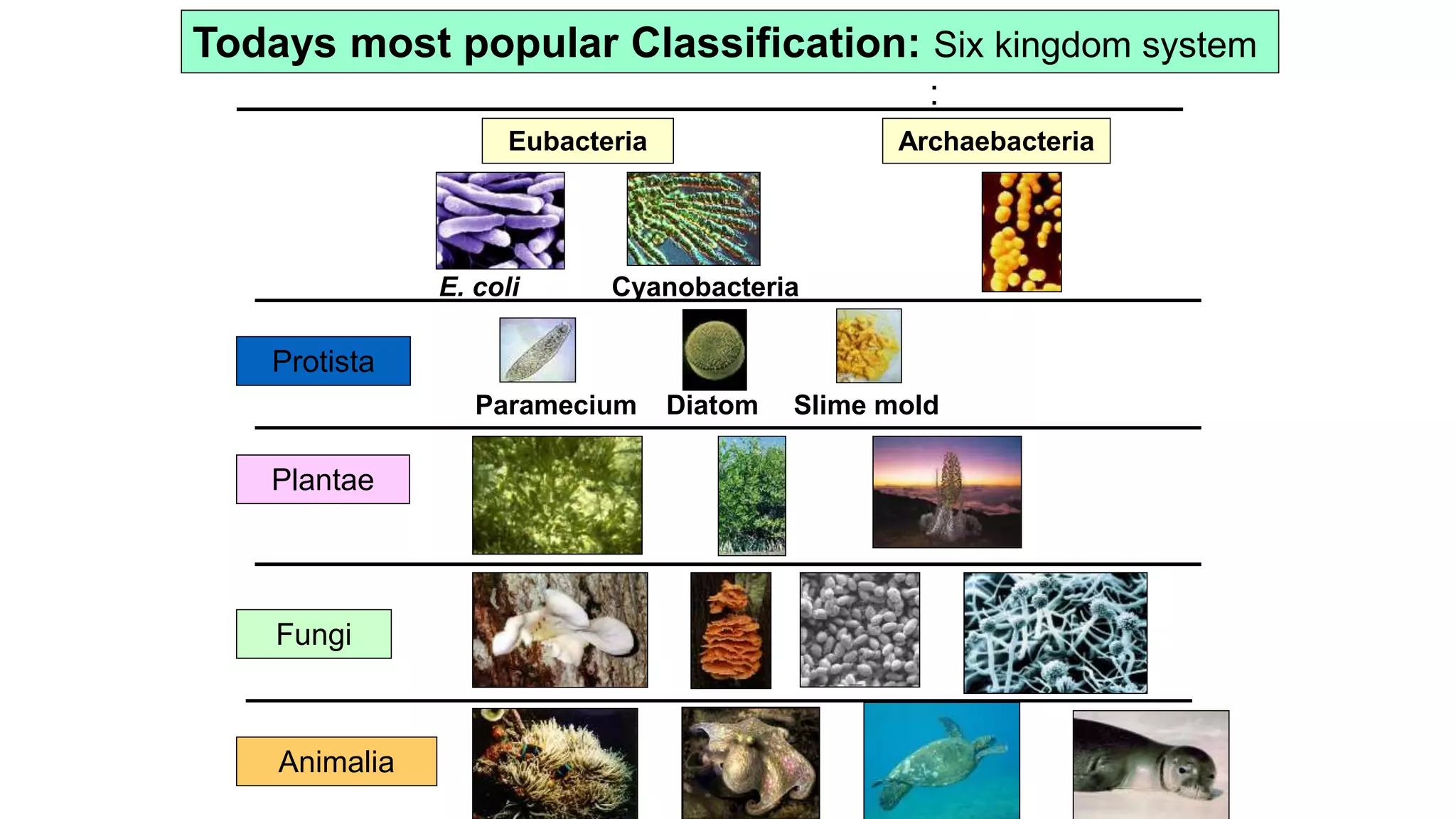 1. 1st lec. introd; classification, phylogeny, tree diagrams and ...