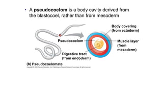 1. 1st lec. introd; classification, phylogeny, tree diagrams and ...